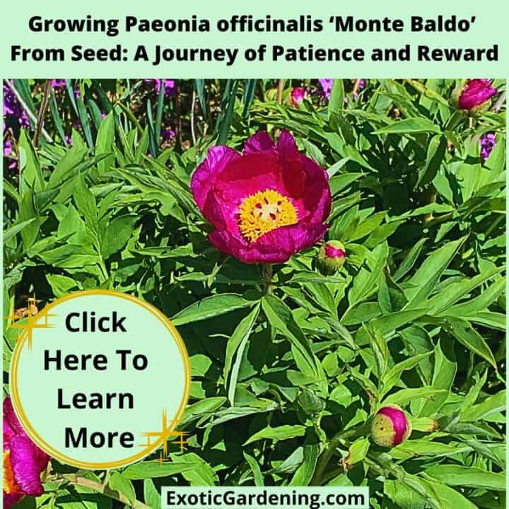 What You Need To Know About Viola Seed Germination - Exotic Gardening