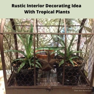 Scented Grass Adds Natural Fragrance To The Home Or Garden - Exotic ...