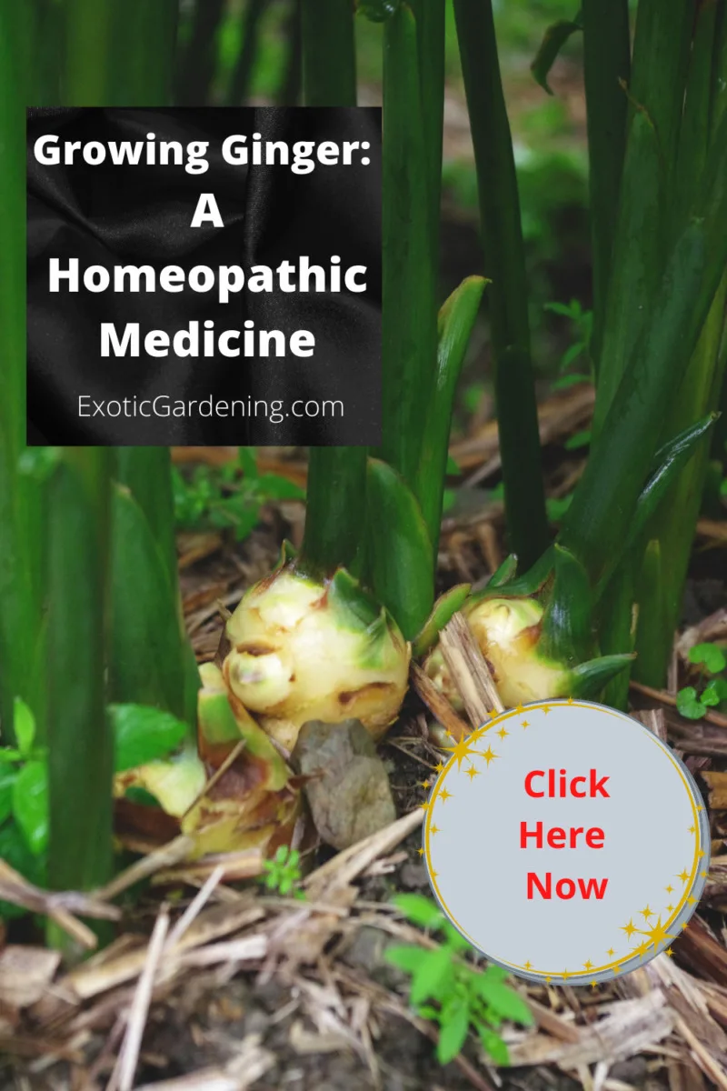 Growing Ginger: A Homeopathic Medicine - Exotic Gardening