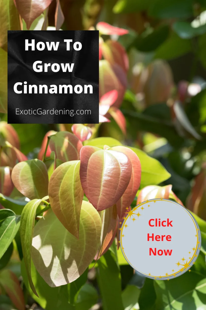 How To Grow Cinnamon - Exotic Gardening