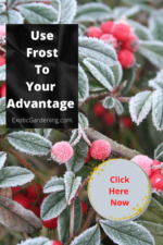 Use Frost To Your Advantage - Exotic Gardening