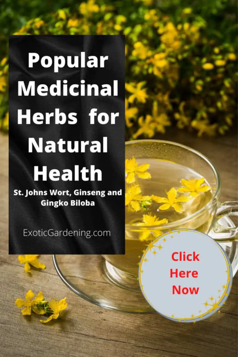 Popular Medicinal Herbs For Natural Health - Exotic Gardening