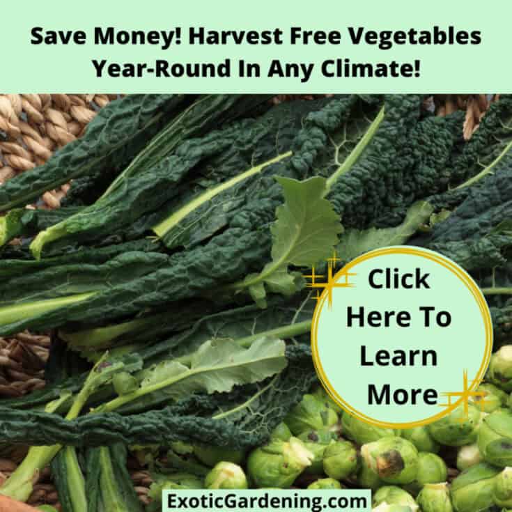 Save Money! Harvest Free Vegetables Year-Round In Any Climate! - Exotic ...