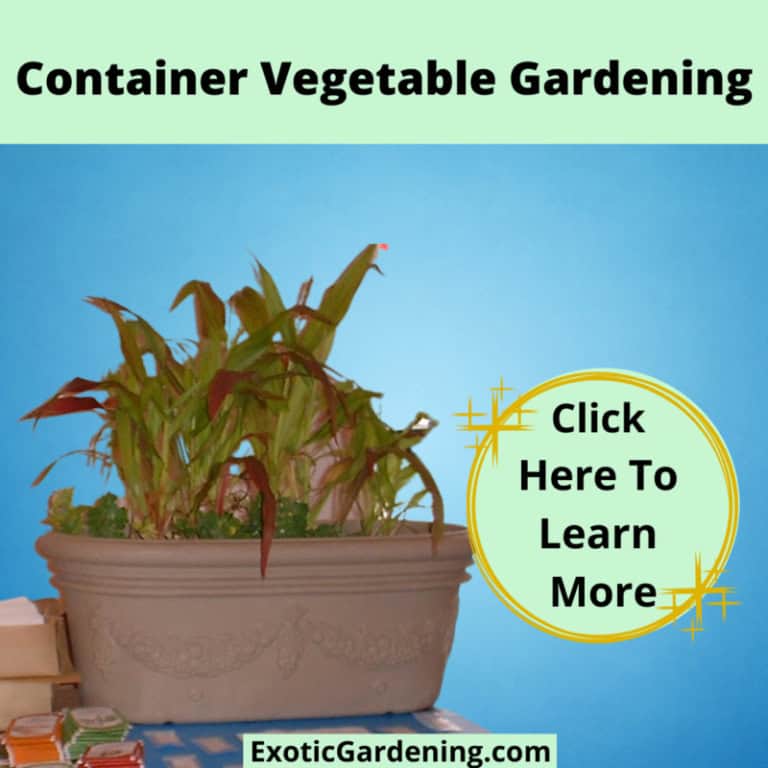 7 Easy Tips for Successful Container Gardening - Exotic Gardening