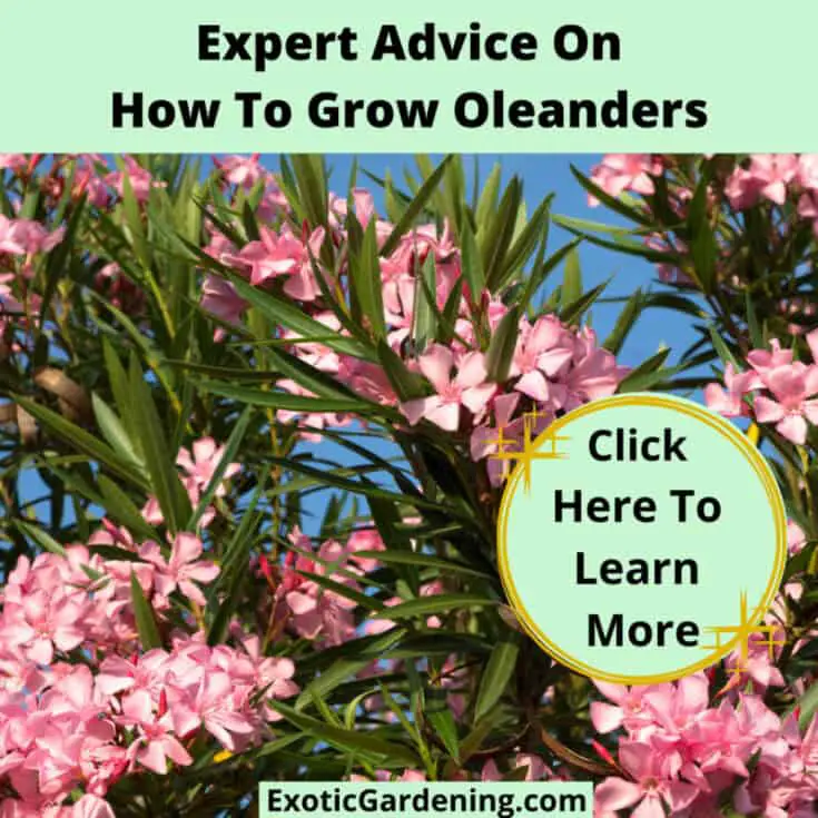 Expert Advice On How To Grow Oleanders - Exotic Gardening