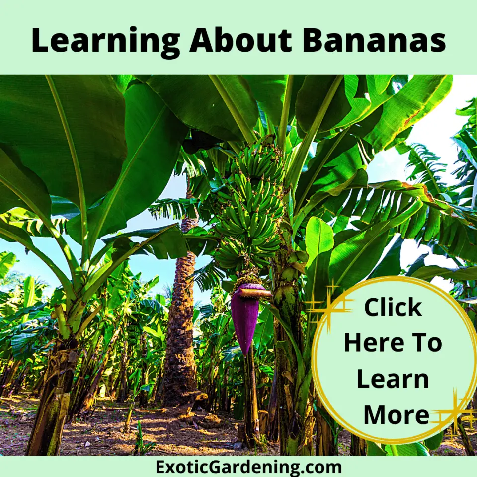 Scented Grass Adds Natural Fragrance To The Home Or Garden - Exotic ...