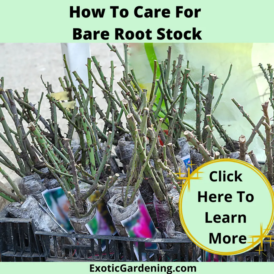 How To Care For Bare Root Stock - Exotic Gardening