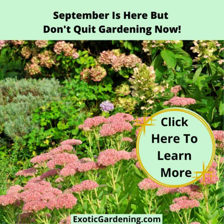 Monkshood Flowers For The Fall - Exotic Gardening