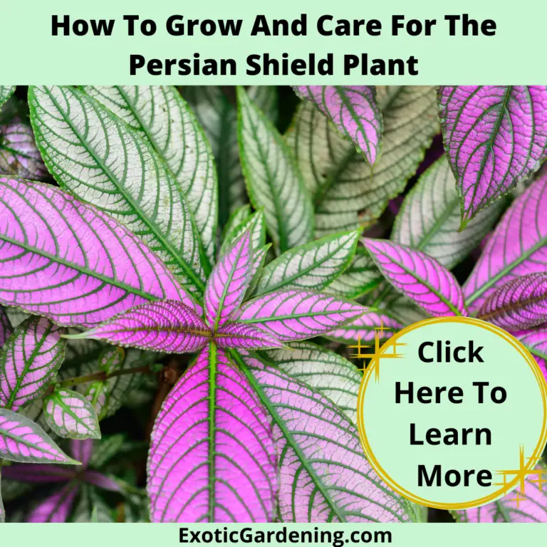 How To Grow And Care For The Persian Shield Plant - Exotic Gardening