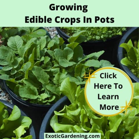 Tips For Starting A Container Garden - Exotic Gardening