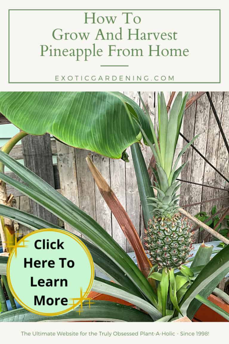 How To Grow And Harvest Pineapple From Home - Exotic Gardening