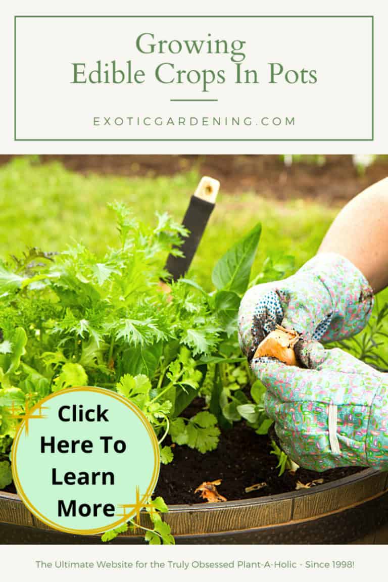 Growing Edible Crops In Pots - Exotic Gardening