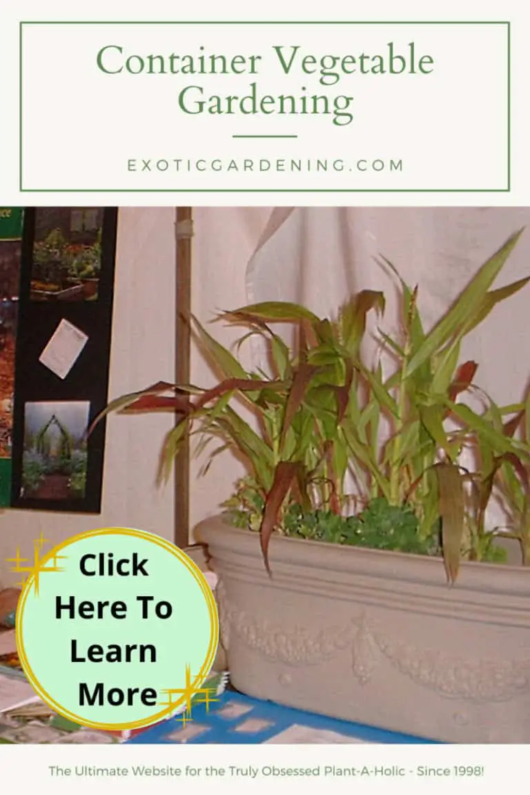 Container Vegetable Gardening - Exotic Gardening