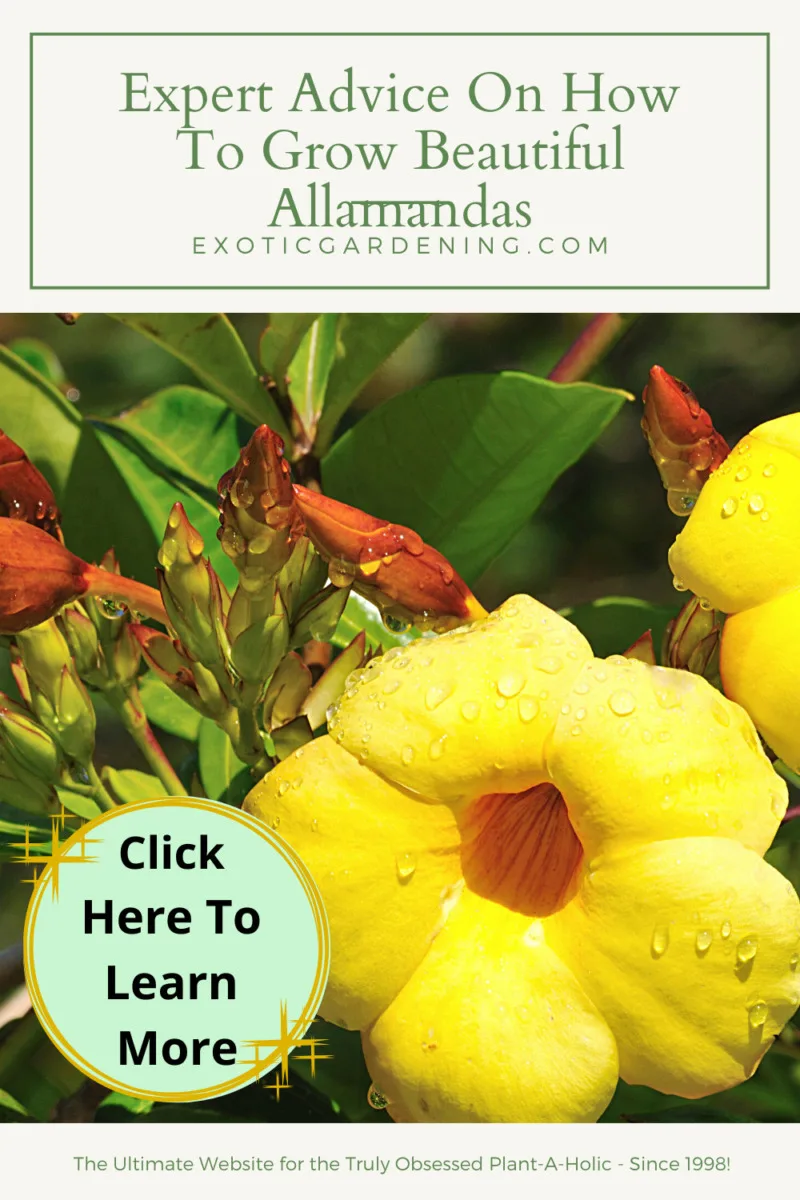 Expert Advice On How To Grow Beautiful Allamandas - Exotic Gardening