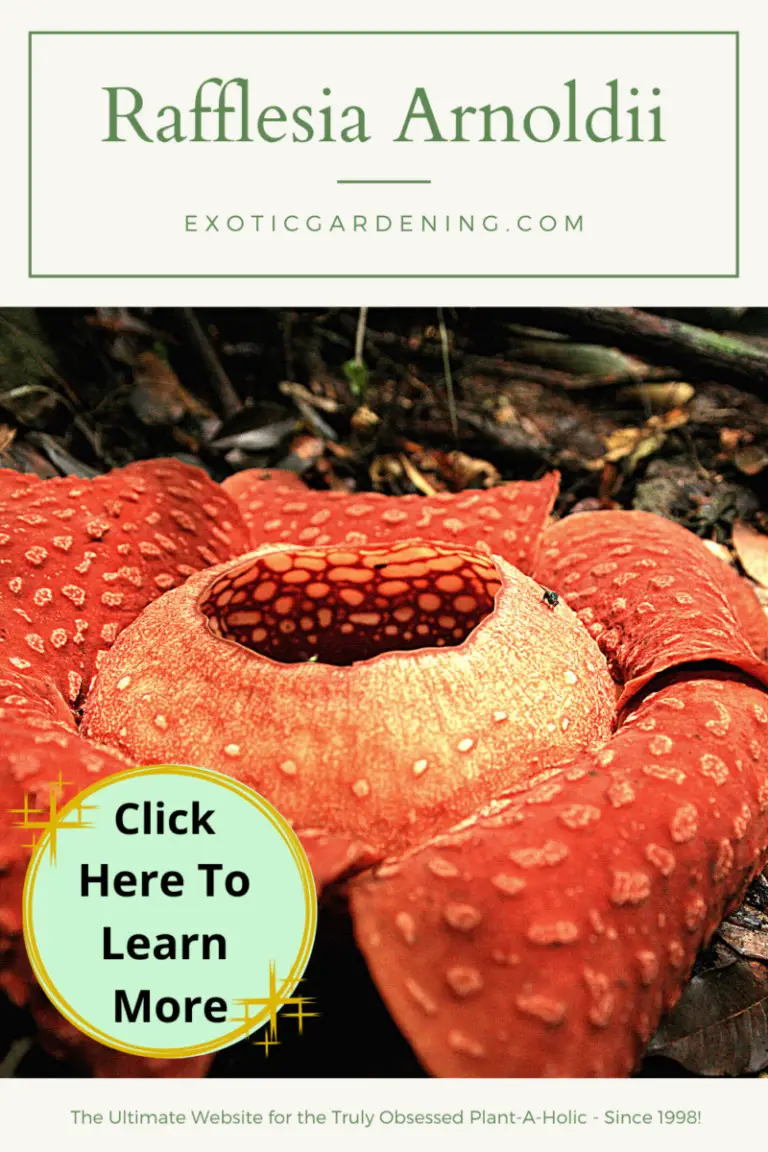 Rafflesia arnoldii - Exotic Gardening