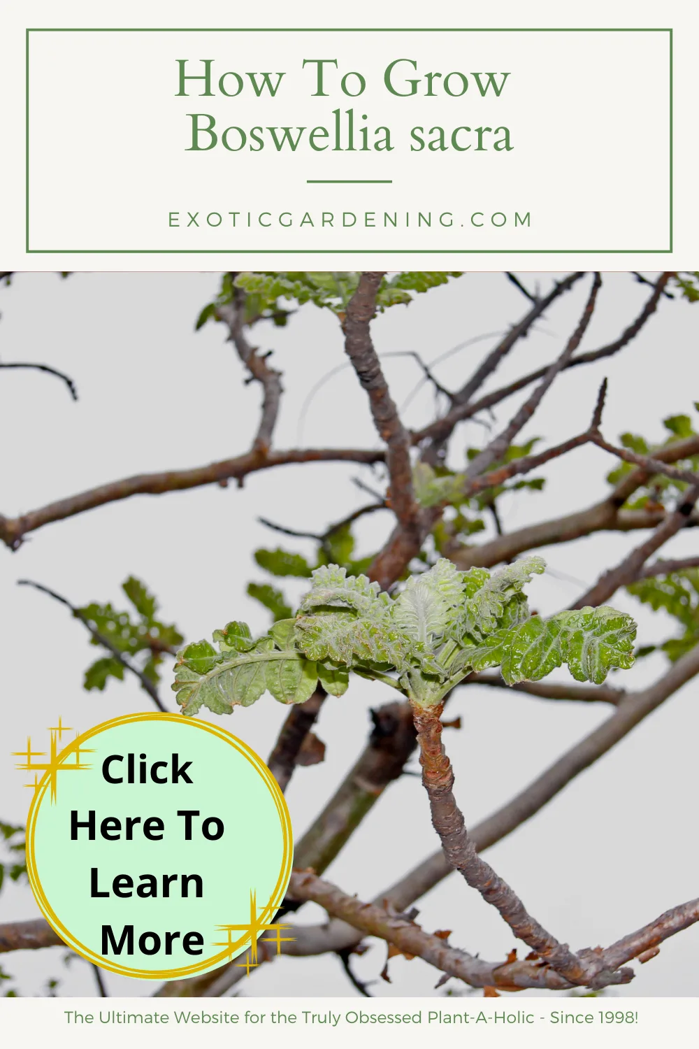 How To Grow Boswellia sacra - Exotic Gardening