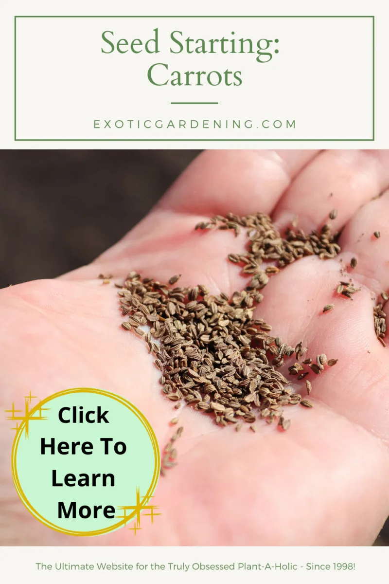 Sow to Grow: Mastering Carrot Seed Starting for Success - Exotic Gardening