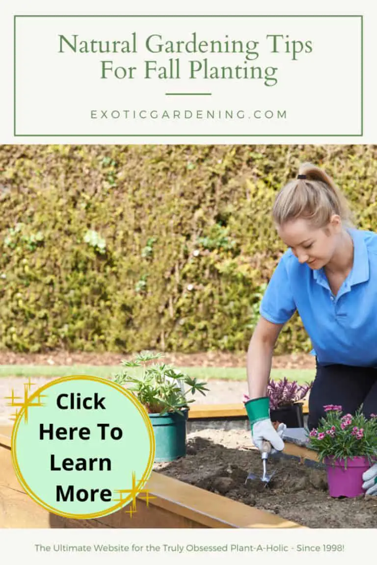 Natural Gardening Tips For Fall Planting - Exotic Gardening