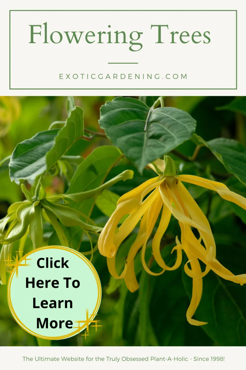 Flowering Trees For Fragrance And Beauty - Exotic Gardening
