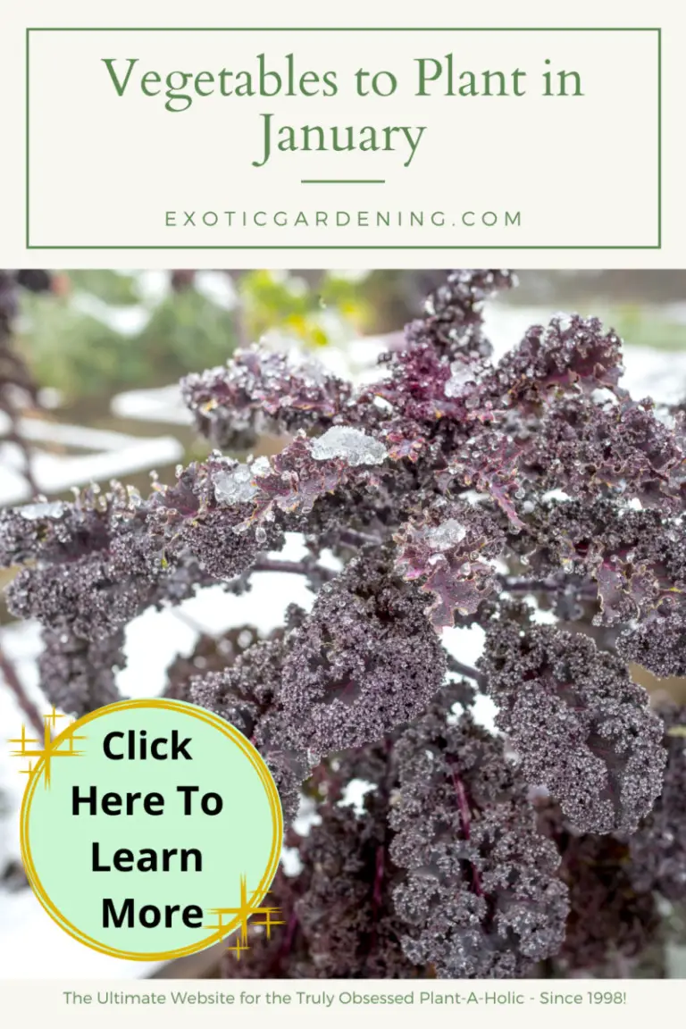 Vegetables to Plant in January: Garden Tips for Year-Round Growing ...