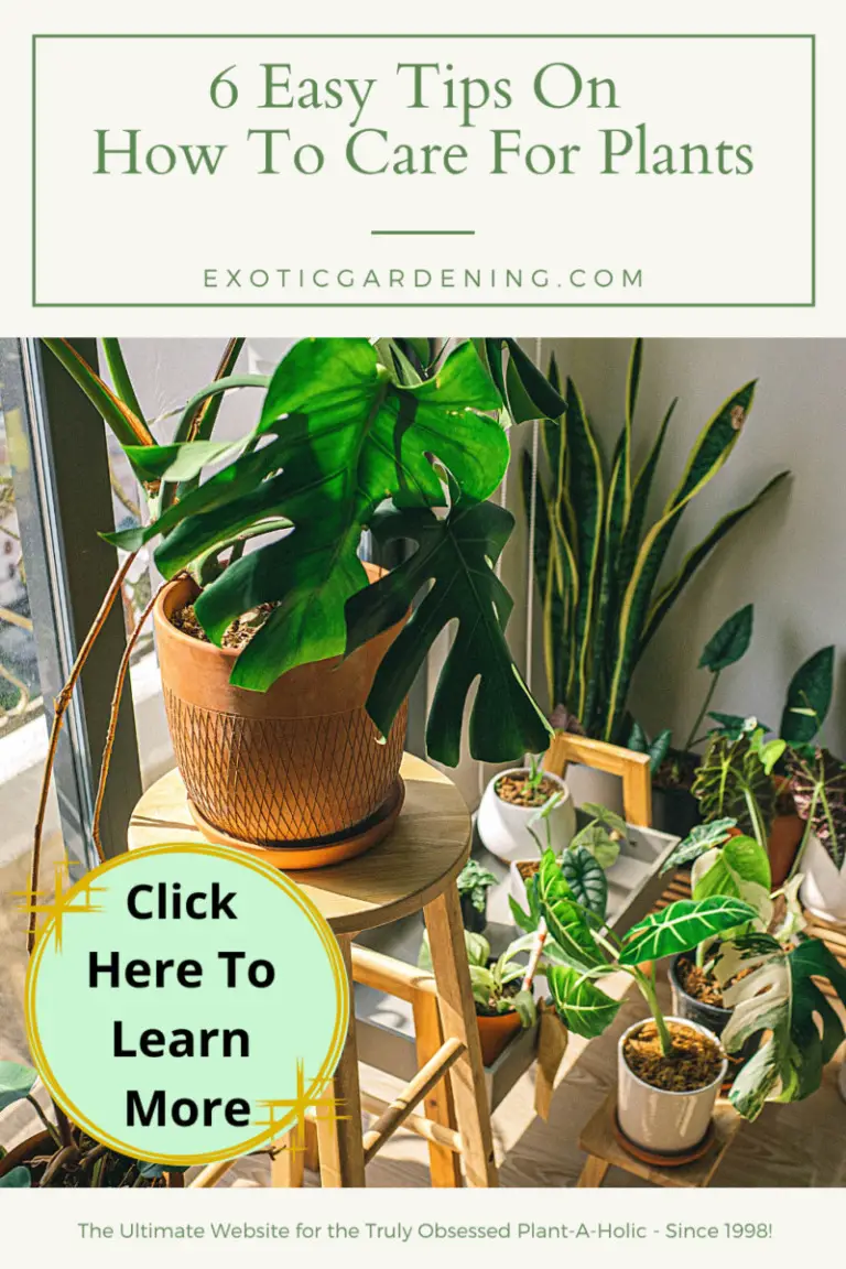 6 Easy Tips On How To Care For Plants - Exotic Gardening