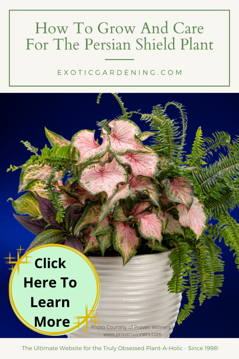How To Grow And Care For The Persian Shield Plant - Exotic Gardening