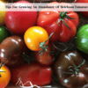 How To Grow Tomatoes - Exotic Gardening
