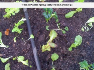 When To Plant In Spring: Early Season Garden Tips - Exotic Gardening