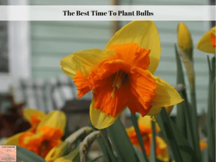 The Best Time To Plant Bulbs - Exotic Gardening